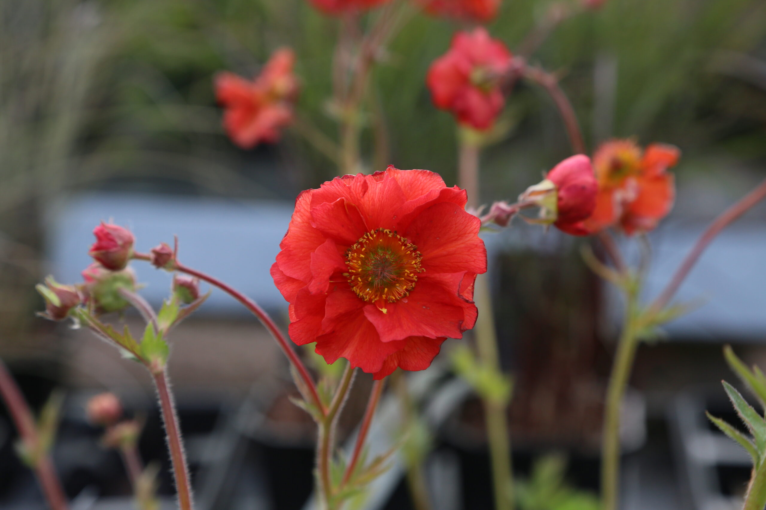 Geum 'Scarlet Tempest' - Rångedala Plantskola