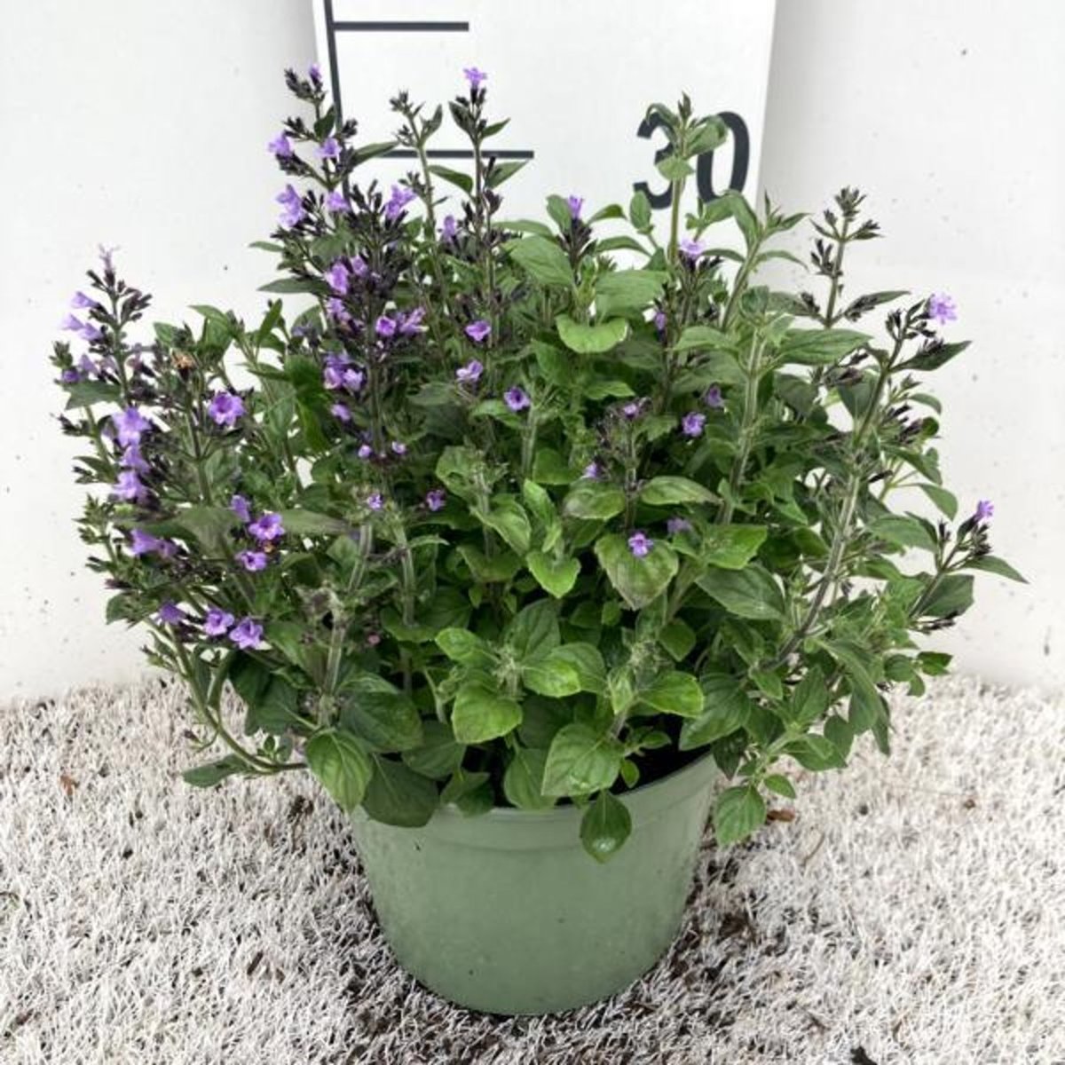Clinopodium (Calamintha) nepeta 'Marvelette Blue' - Rångedala Plantskola